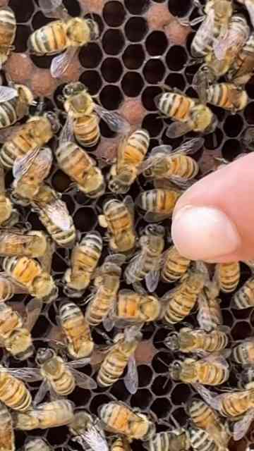 Vibe check at a modern tower farm: bee-friendly vertical farming in action