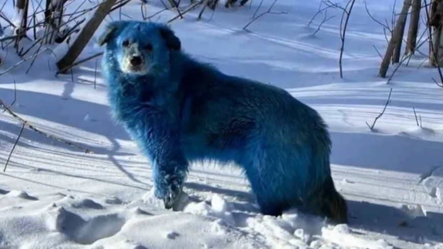 Scientists found blue dogs living near Chernobyl - then the radiation ...