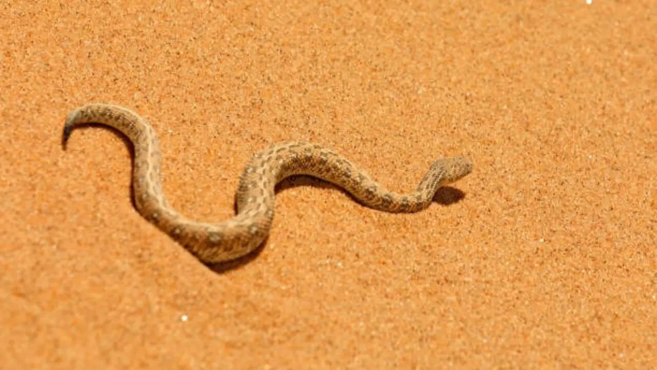Why desert snakes move sideways and leave mysterious tracks in the sand