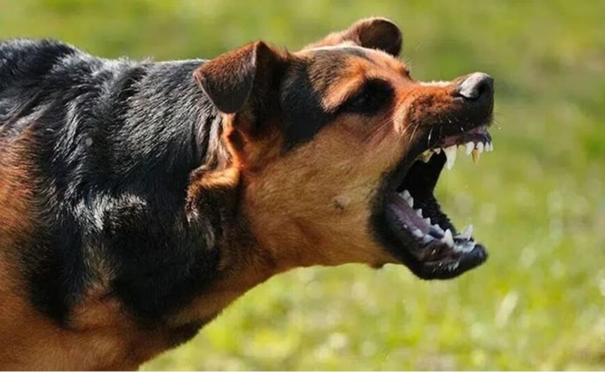 In big order, Supreme Court allows killing of rabid, aggressive stray dogs