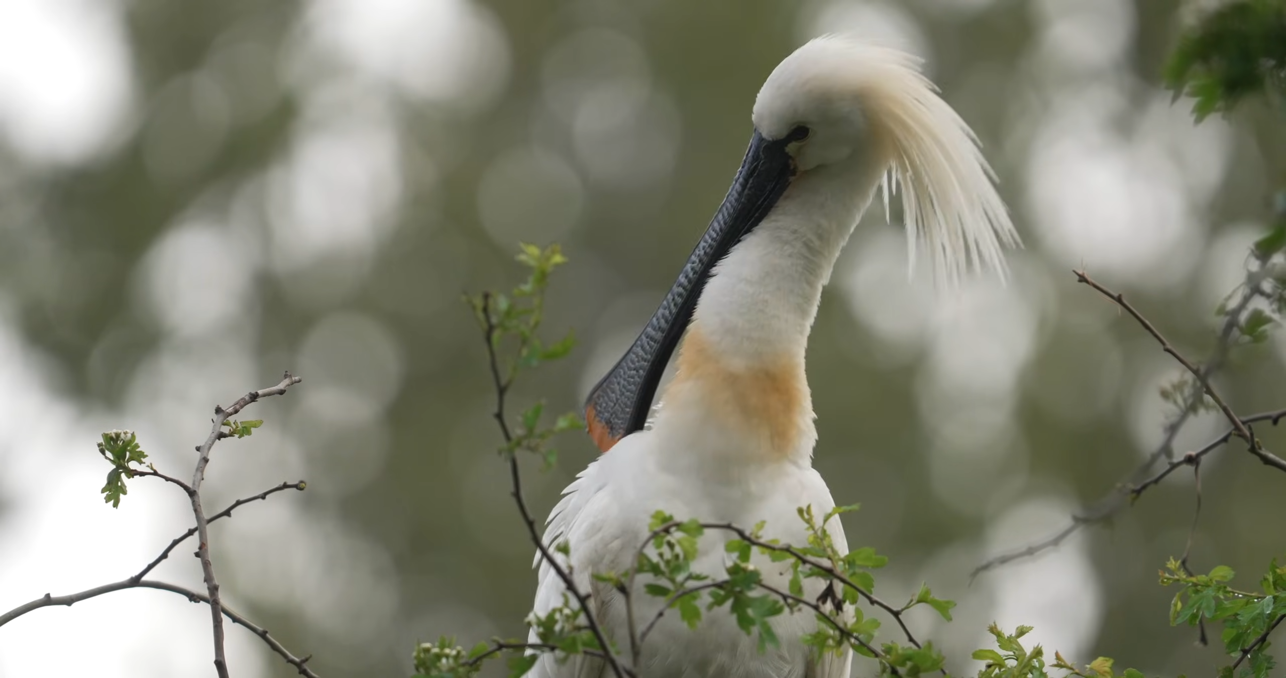 These "beautiful" birds hunt in alligator-infested waters every day