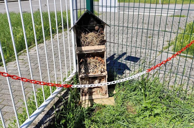 La scuola Rodari di Olginate protagonista di una mattinata dedicata all ...