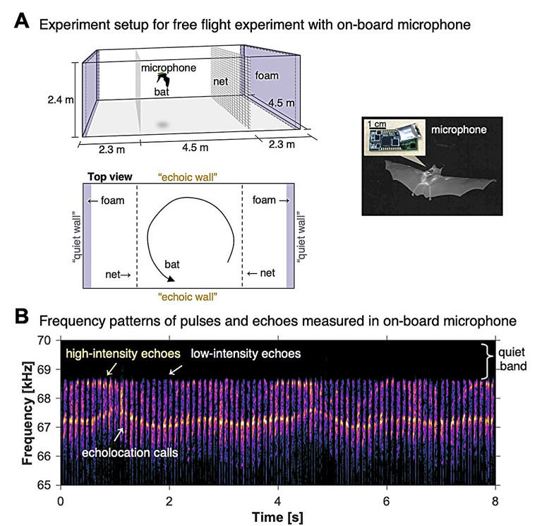 Bats create 'silent frequency zones' to detect prey in noisy flight ...