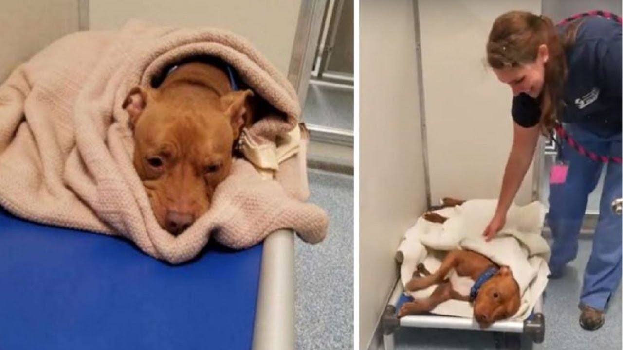 Shelter pit bull loves being tucked into bed at night