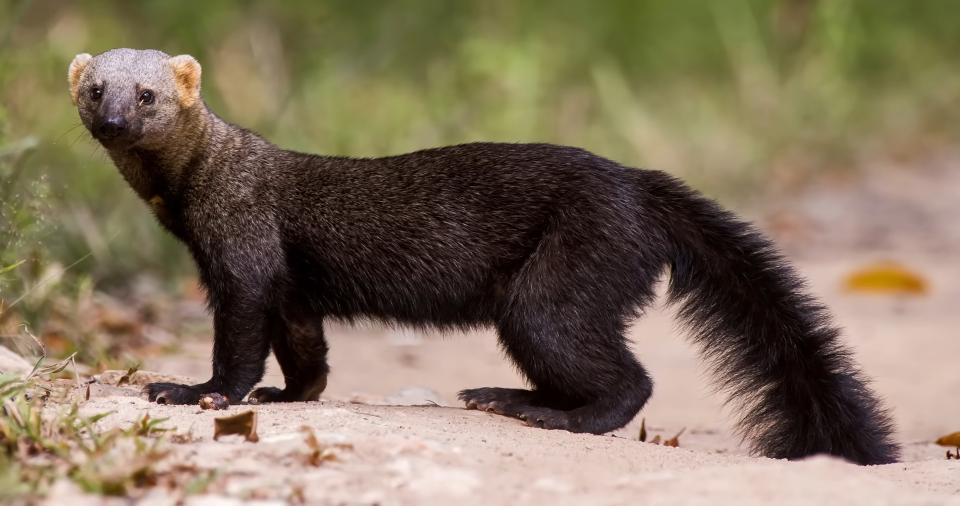 The South American predator that looks like a wolverine from another planet
