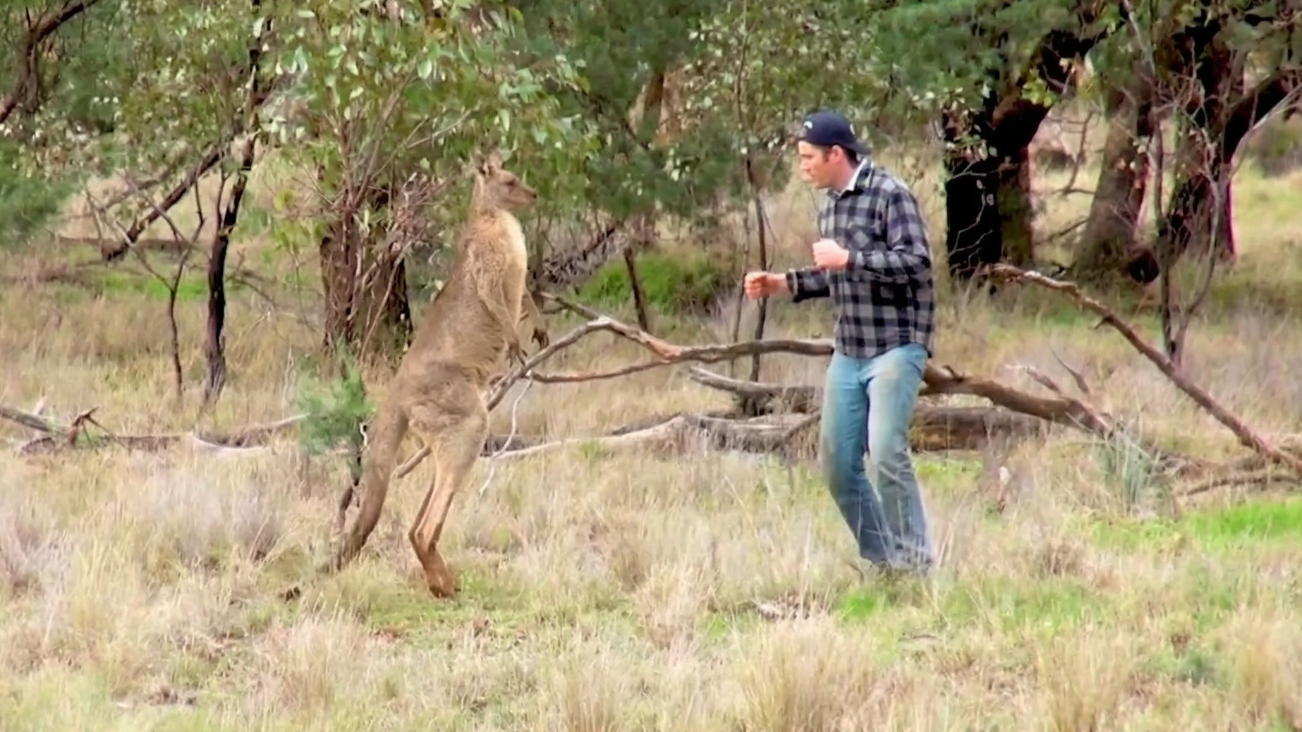 Schau, was passiert, wenn ein 90 kg Känguru angreift - gebrochene ...