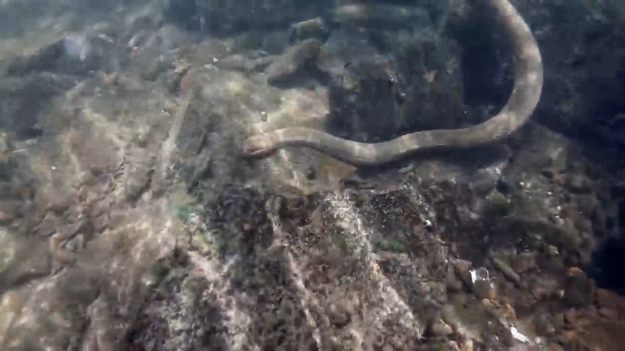 A river snake slipped into his shorts - then almost bit him, "Too close"