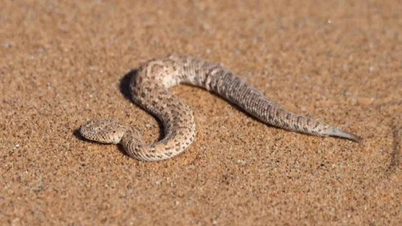 Why desert snakes move sideways and leave mysterious tracks in the sand