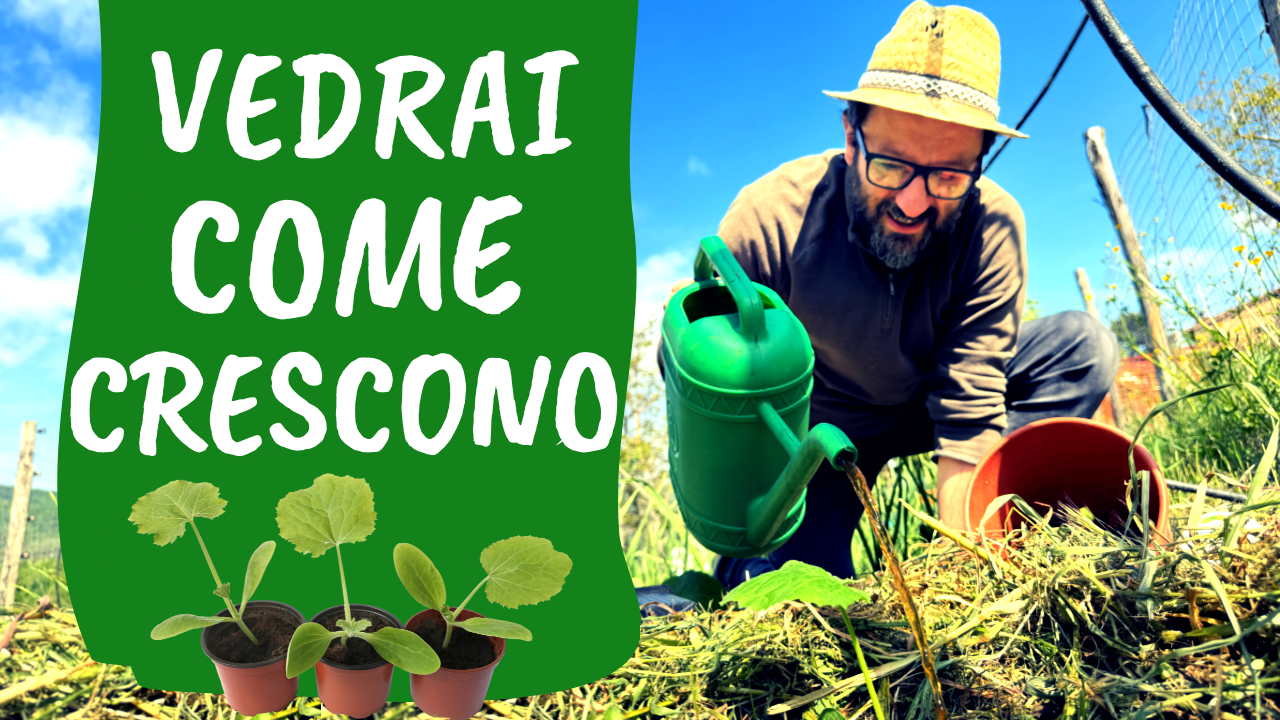 Piantare zucchine con un trucco: l'attivatore naturale di fertilità da ...