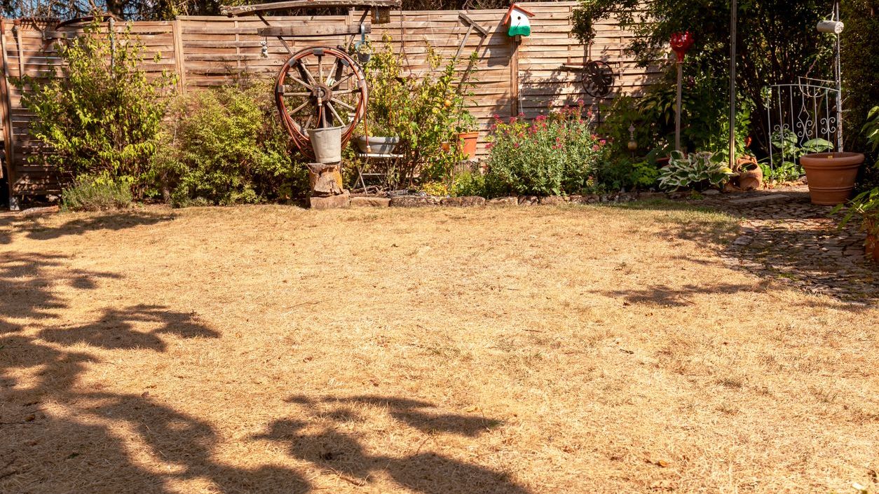 How to check if your lawn is dead after hot weather