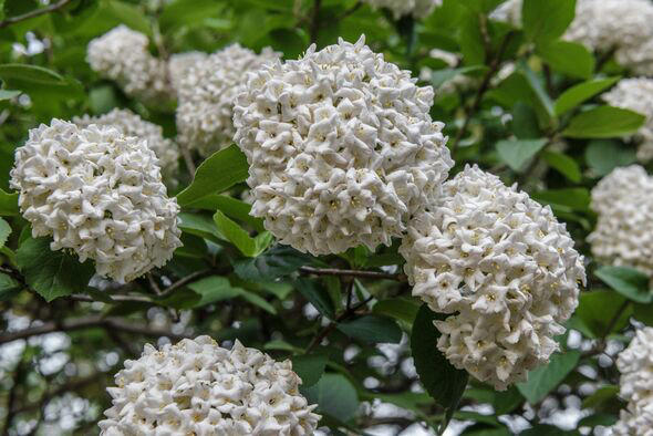 Ditch fussy hydrangeas for 'extremely low-maintenance' plant that birds ...