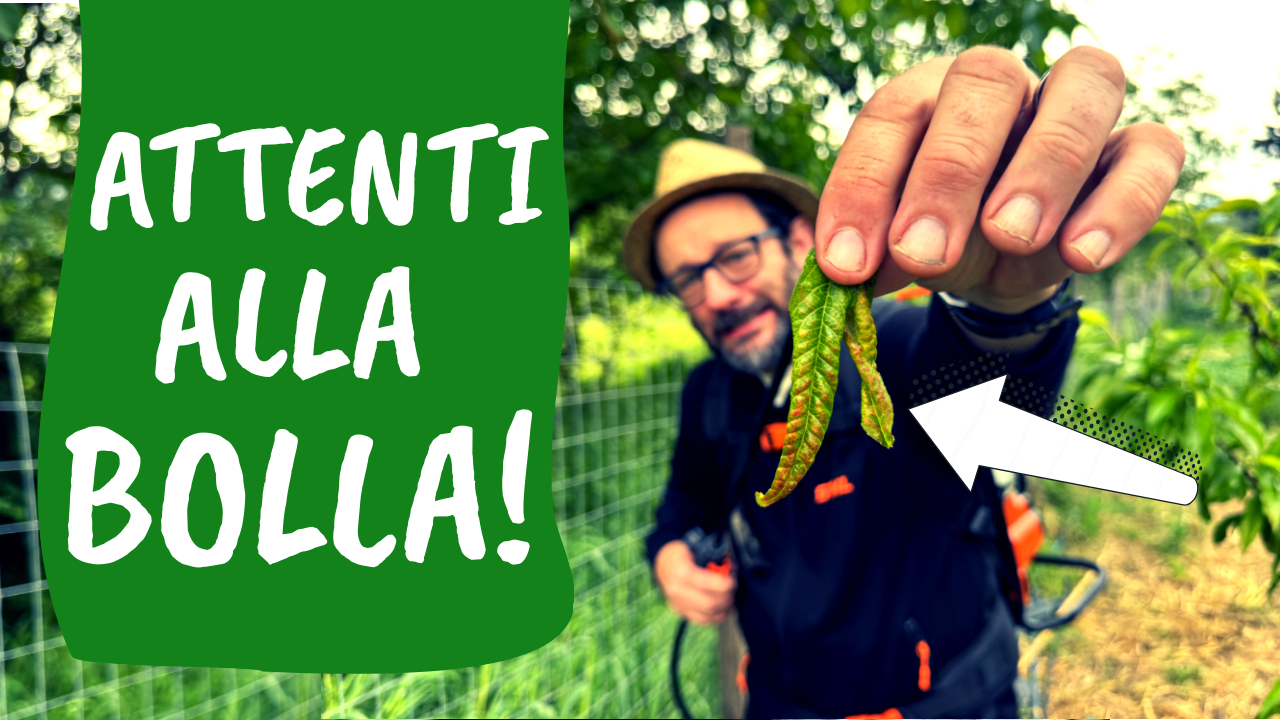 Bolla del pesco: prevenzione e trattamenti per salvare le piante