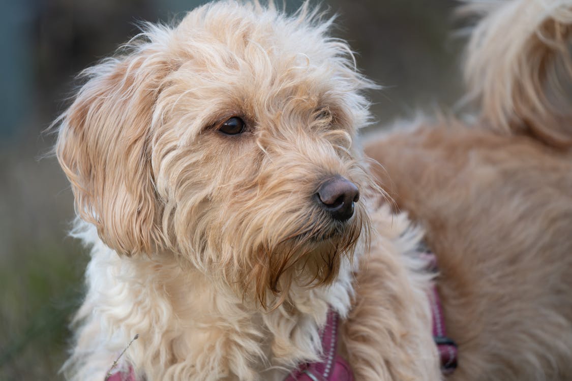 2,000-year-old dog epitaphs from ancient Rome are breaking hearts online
