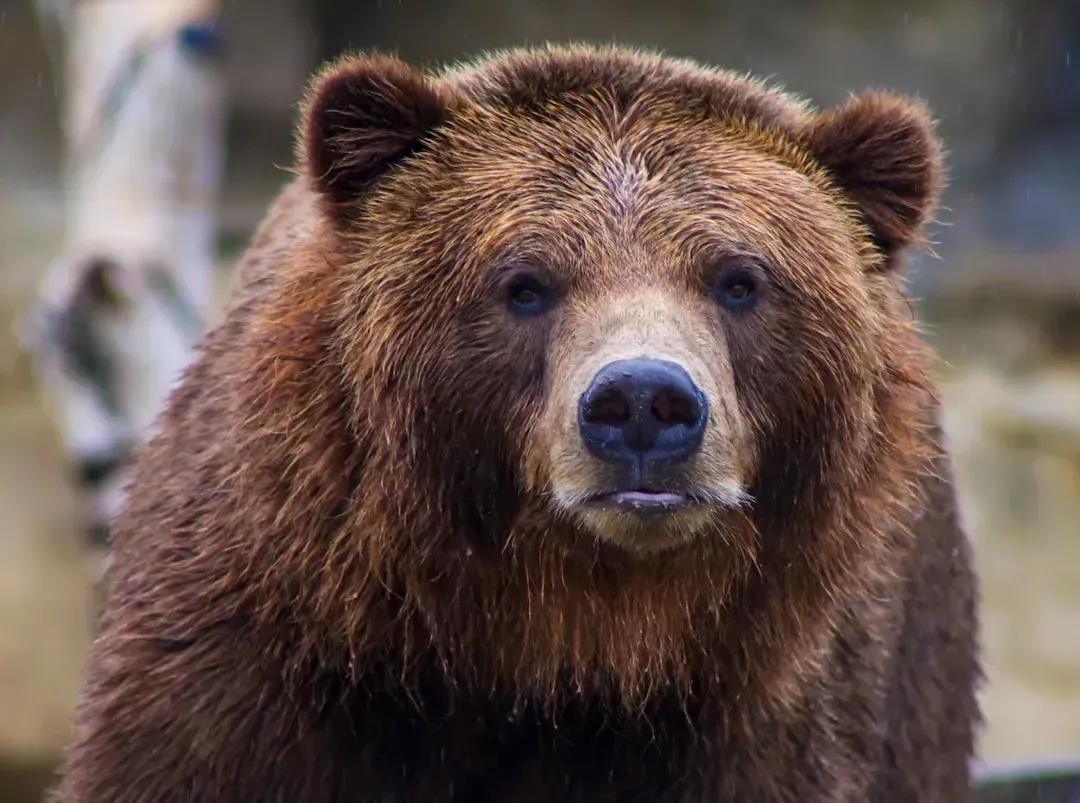 First fatal bear attack since 1998 reported in Glacier National Park