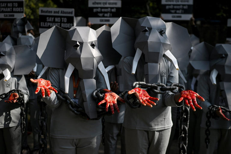 Tourist crushed to death between fighting elephants in India