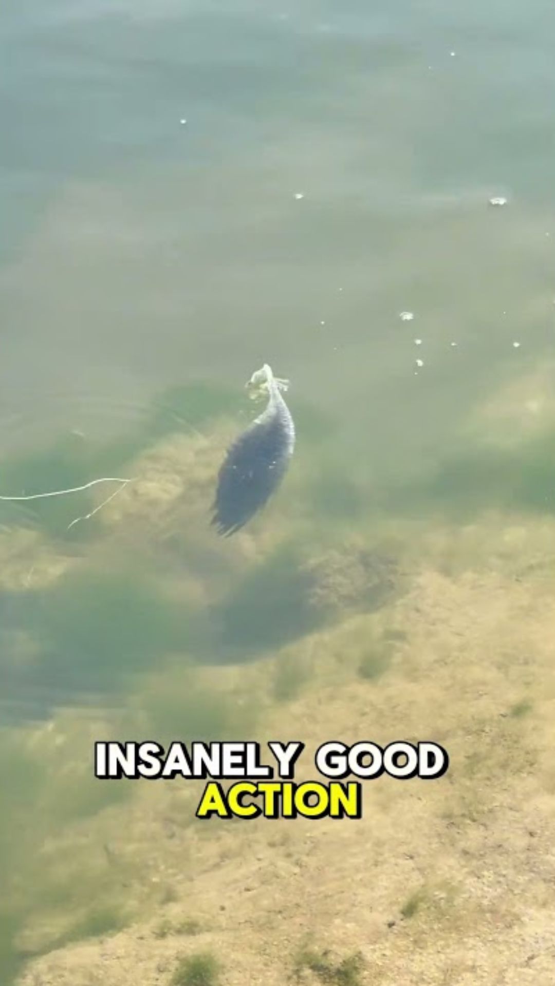 Would you throw this big bass lure? The GeeCrack Bellows Shad 6.8 breakdown