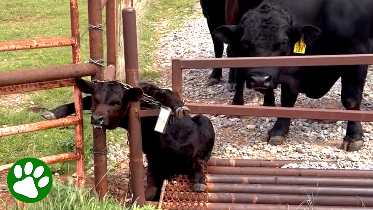 Delivery driver interrupts his workday to save a calf 💕