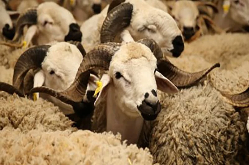 Morocco tightens Eid al Adha livestock sales rules to curb price hikes