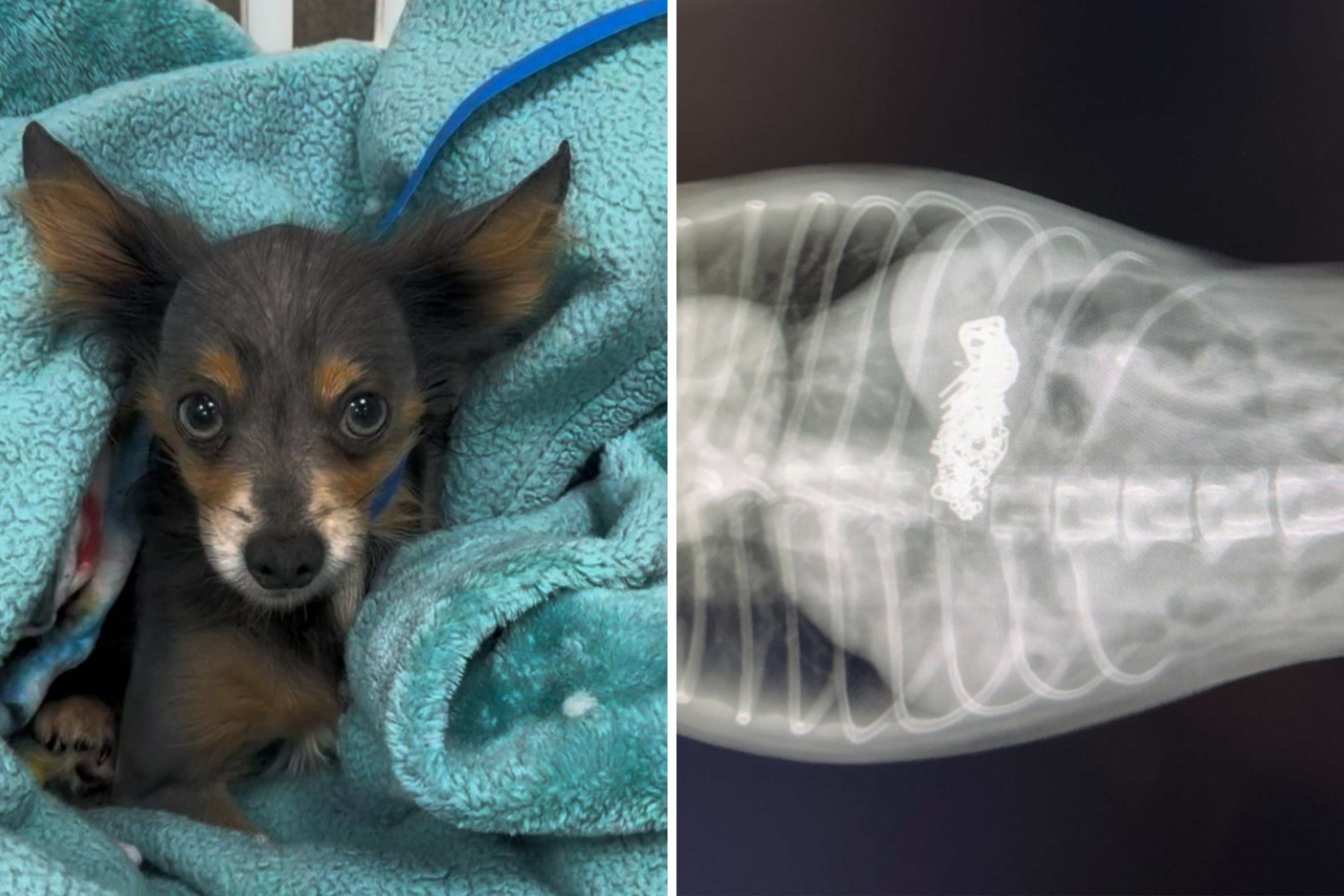 Shelter dog’s broken leg leads to 18k gold necklace discovery during X-ray
