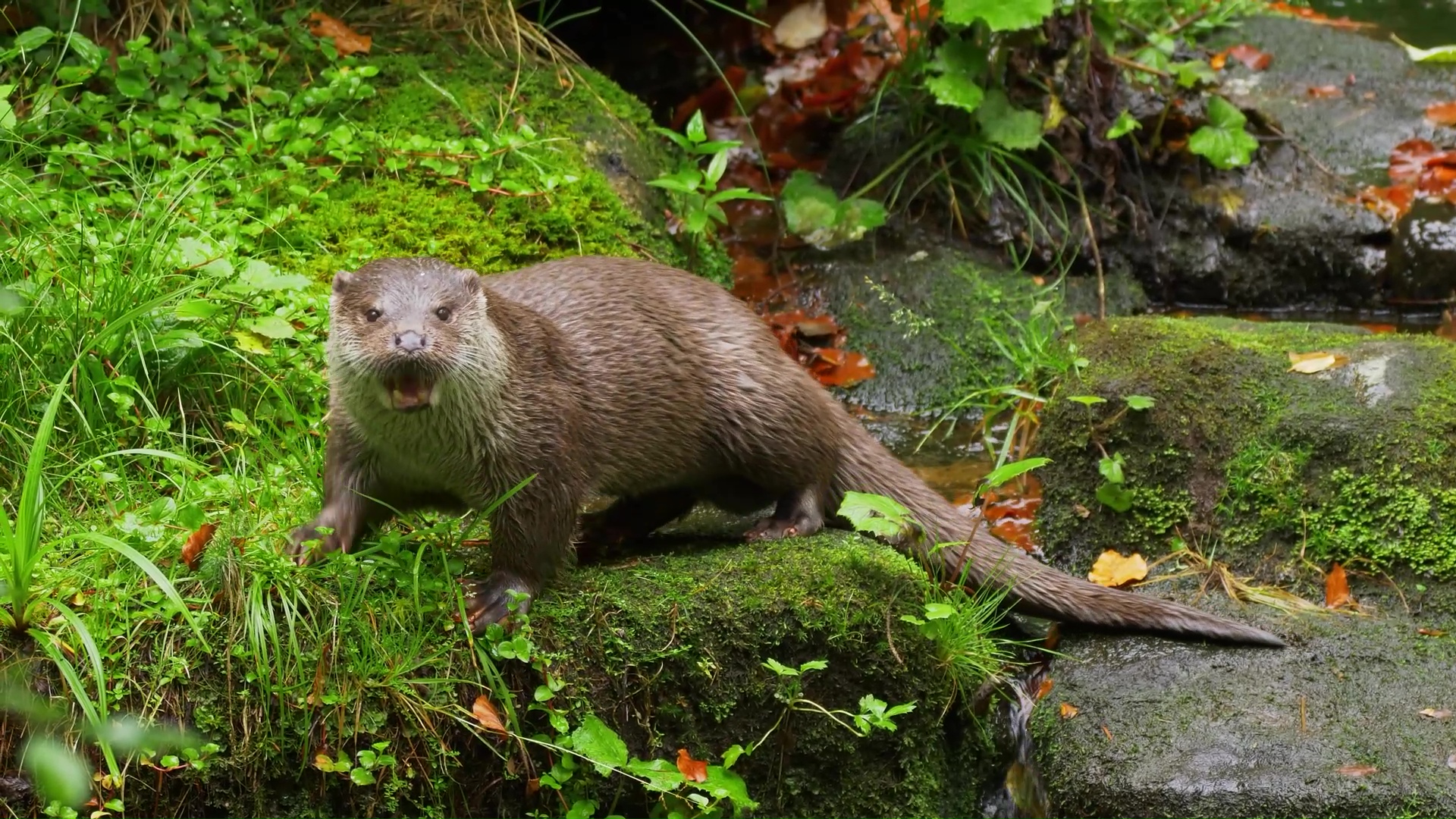 Nutria salvaje vigilando cerca del agua