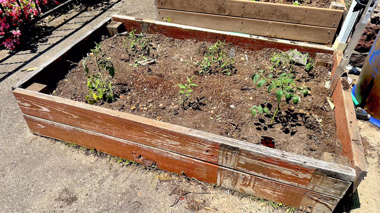 I tried the 'cardboard method' in my garden bed — and it totally worked