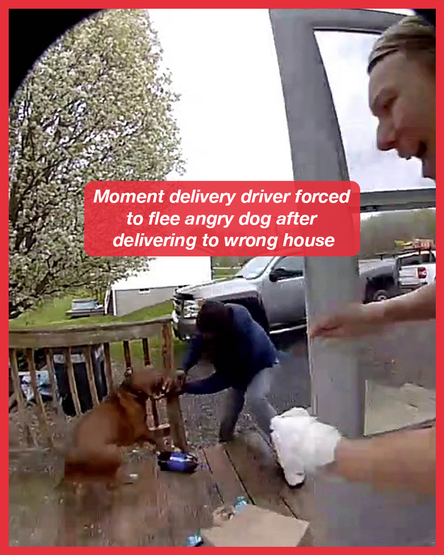 Moment delivery driver forced to flee angry dog after delivering to ...
