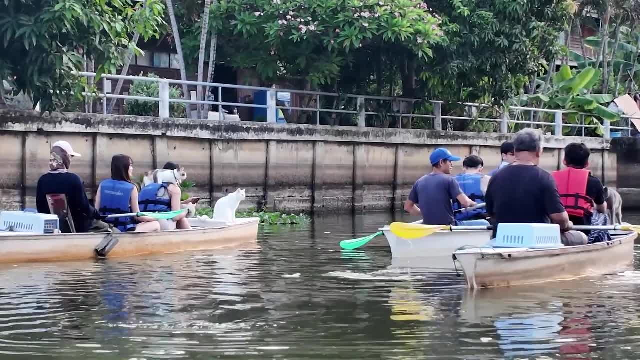 Paddle kayaks with pet cats along this canal in Bangkok