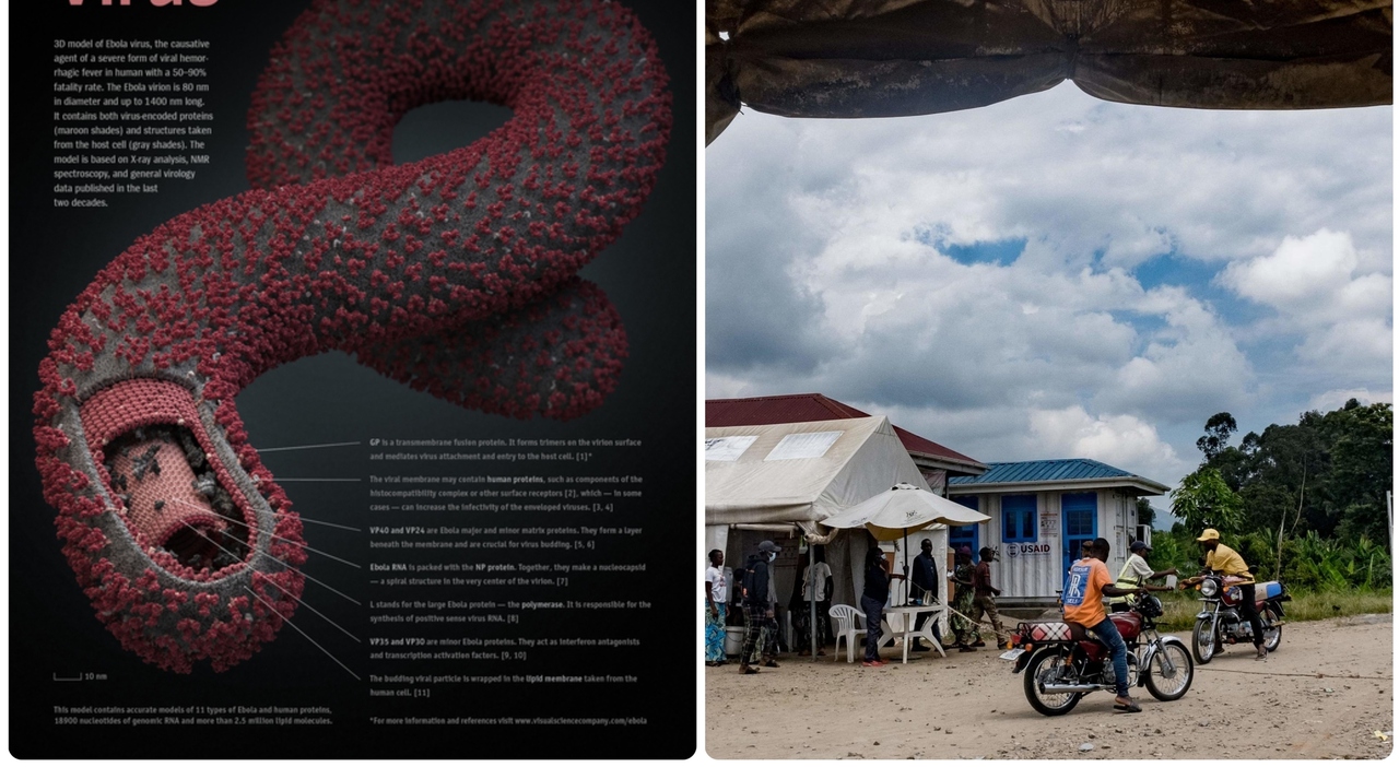 Ebola, il ceppo Bundibugyo spaventa l’Africa: cos’è, come si trasmette ...