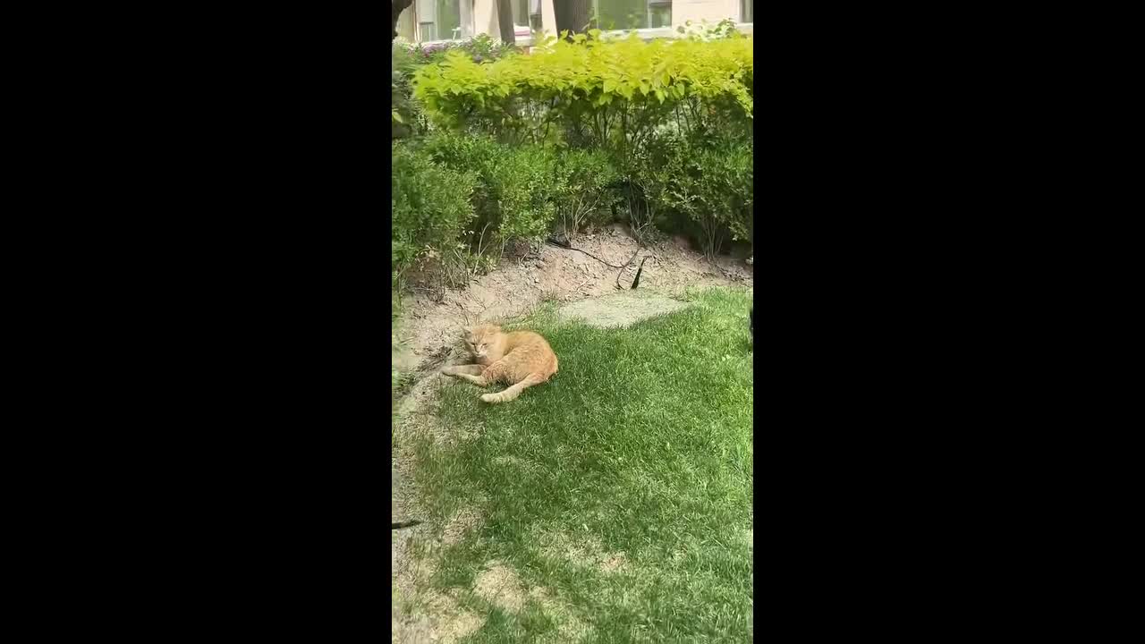 Magpie playfully teases cat resting on grass in Ningxia, China