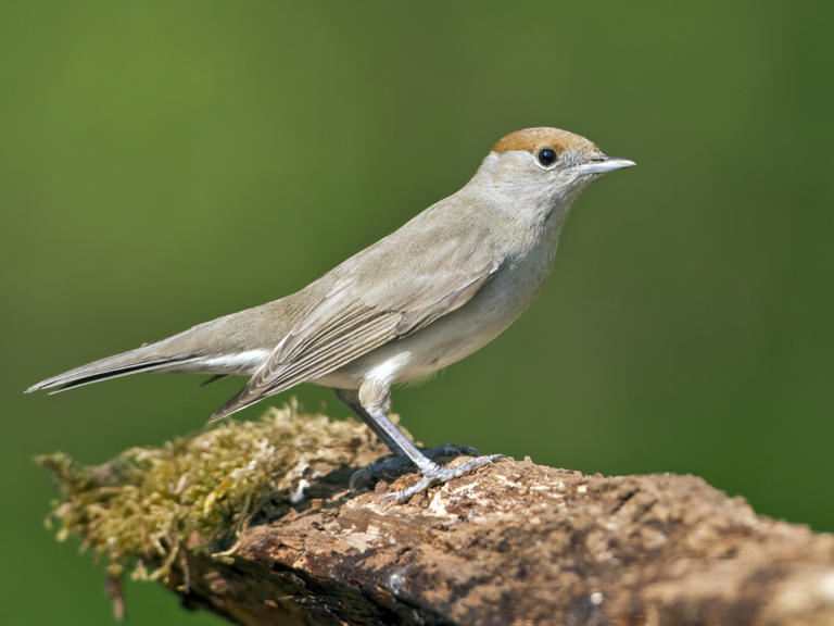 Mönchsgrasmücke löst Buchfinken als häufigsten Vogel ab