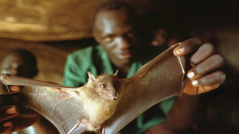 Ebola, cos'è il ceppo Bundibugyo e perché è così pericoloso: la ...