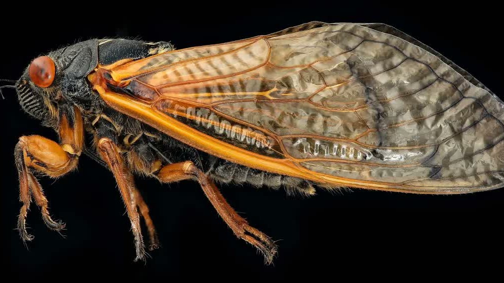 These insects stay underground for 17 years – then billions emerge at once