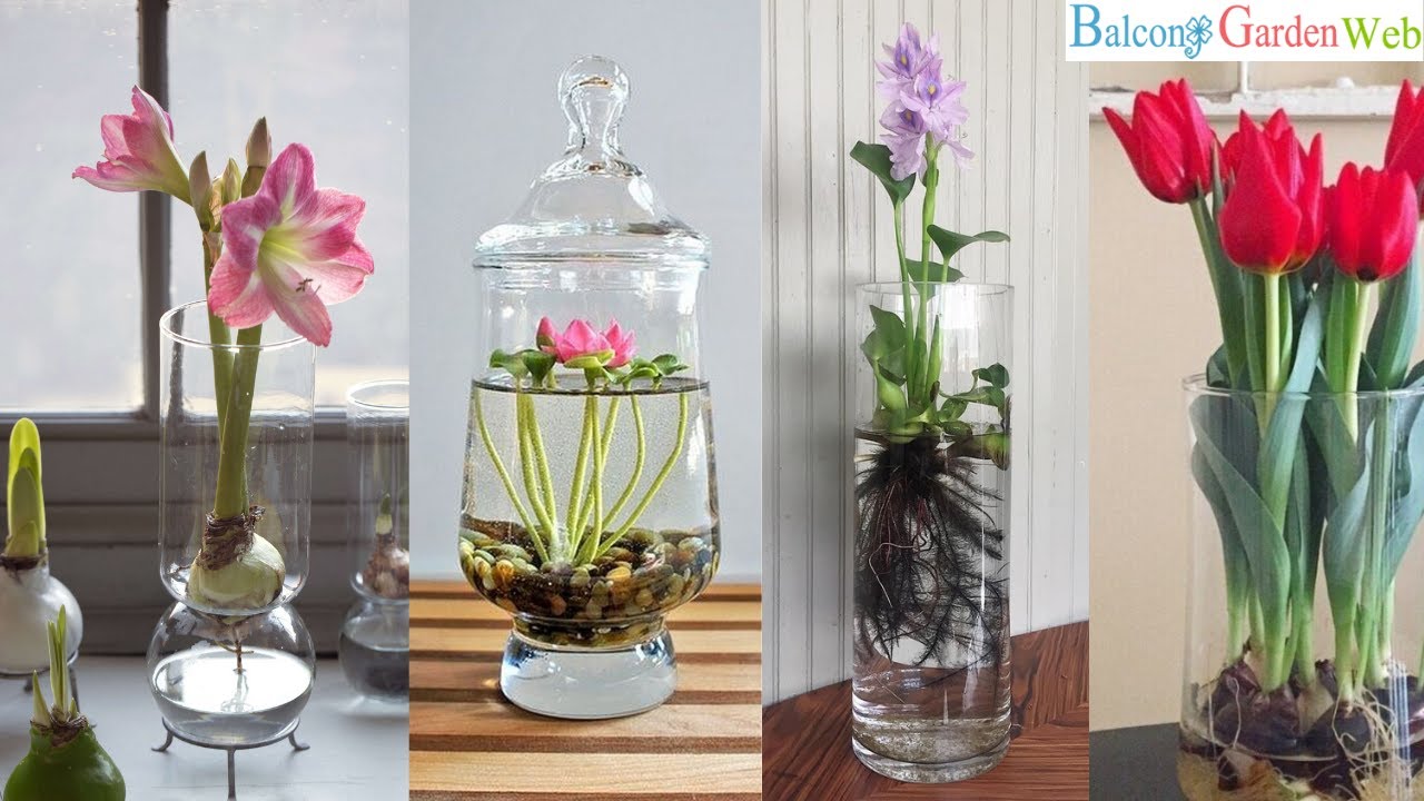 10 water flowers that grow beautifully in containers and vases