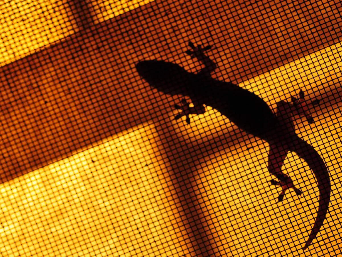 6 easy tricks to keep lizards away from your apartment