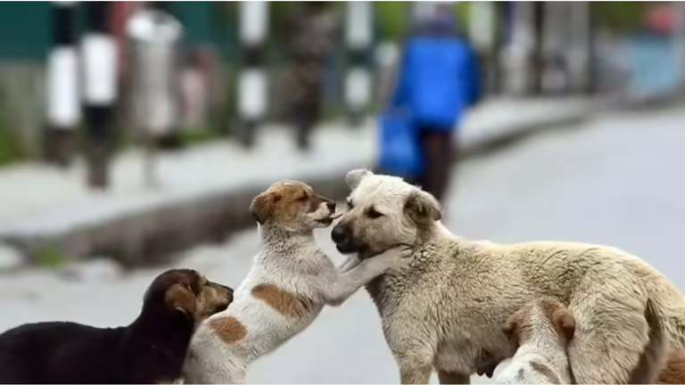 Supreme Court rejects plea to stay earlier order on stray dogs; cites ...
