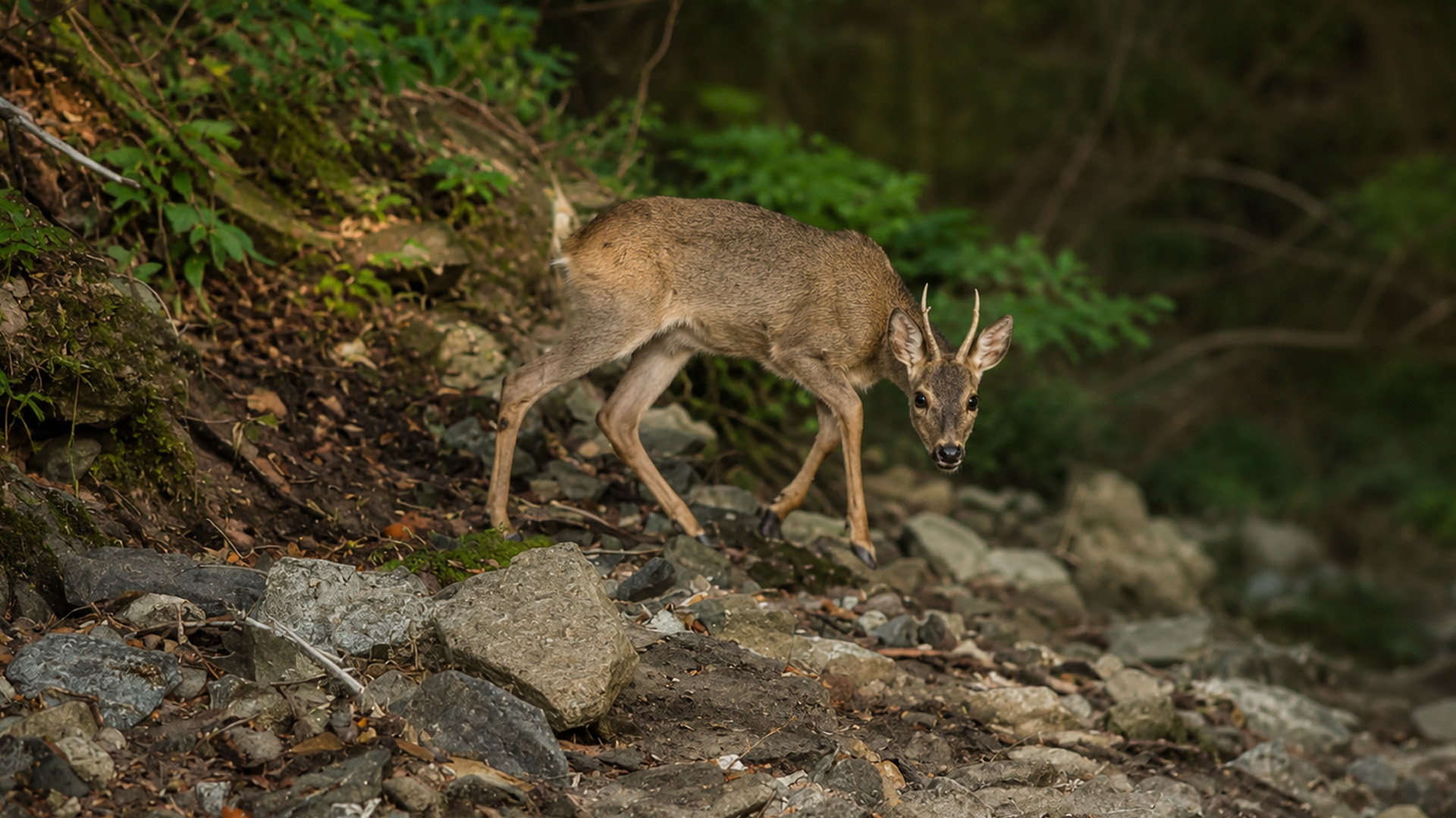 A camera trap recorded quiet wildlife activity near the hillside