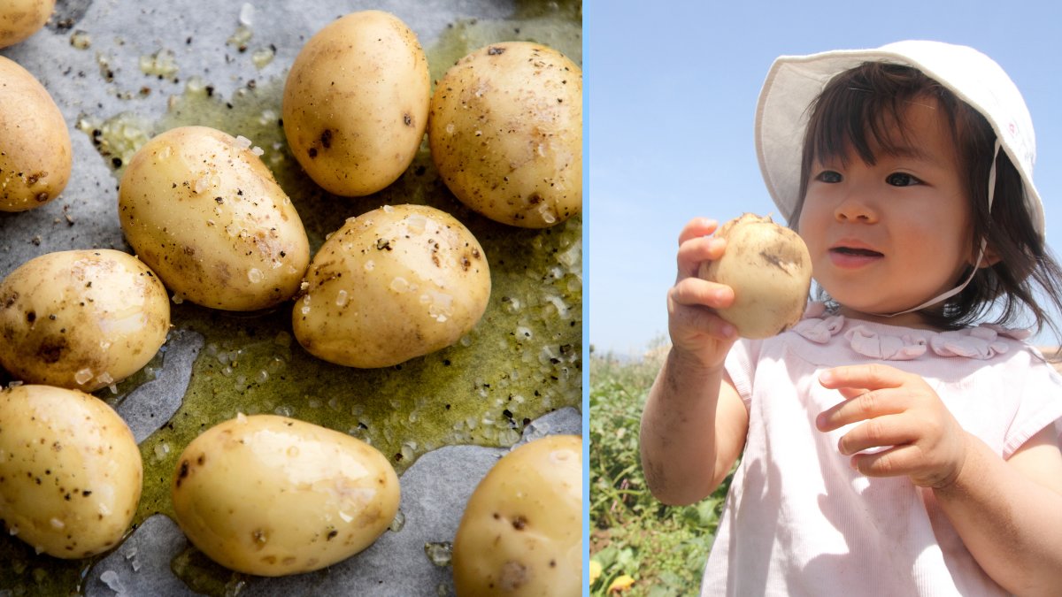 Är potatis med groddar giftig? Vi reder ut vanliga myterna