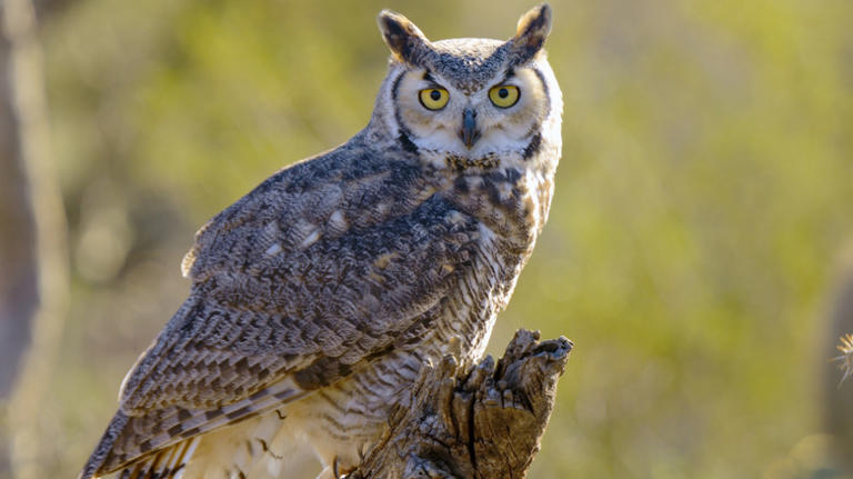 Meet Casper the owl, a 'natural mother' to 500 rescued babies
