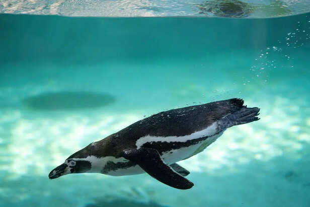 10 flightless birds that defy nature’s rules