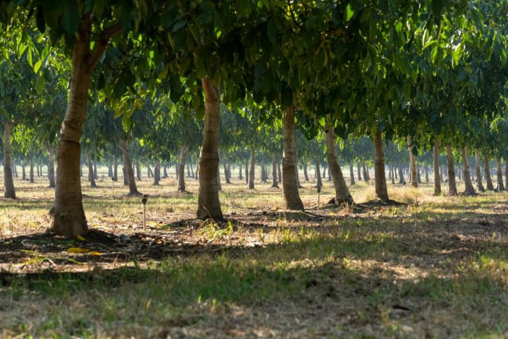 I watched thousands of walnuts rain down – here’s the story in a nutshell