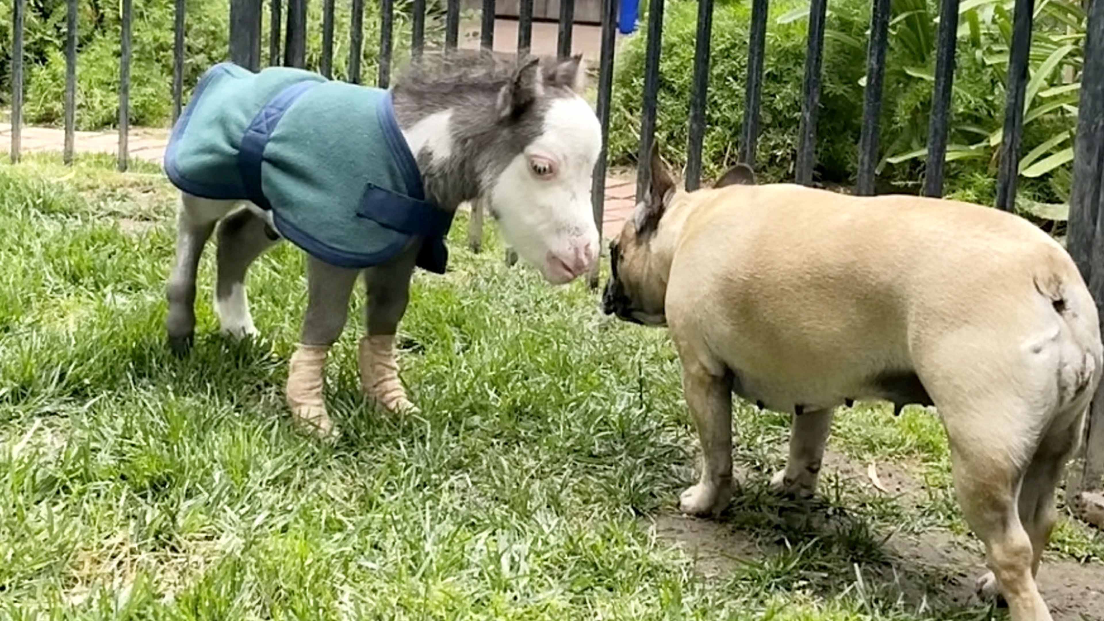 Tiny horse rejected by mother now thriving indoors with dog companions