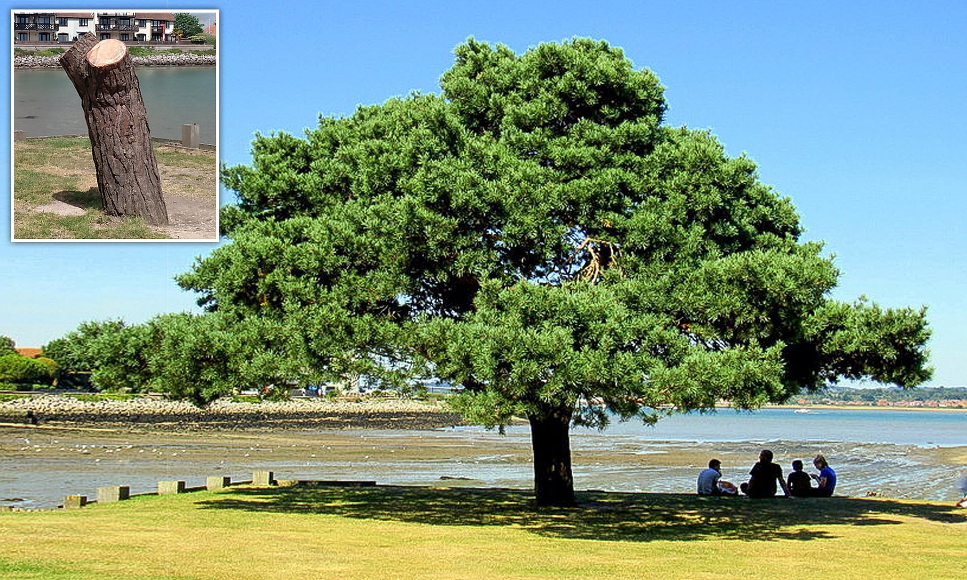 Council sparks outrage by 'doing a Sycamore Gap' and chopping down ...