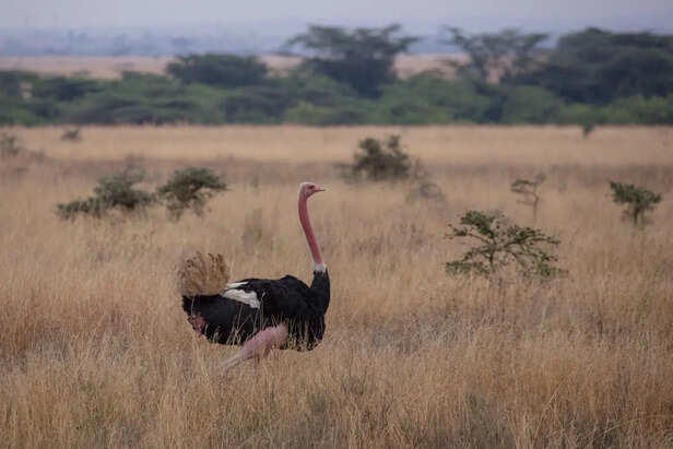 10 flightless birds that defy nature’s rules