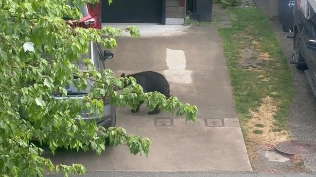 Surprisingly dextrous bear effortlessly opens car door