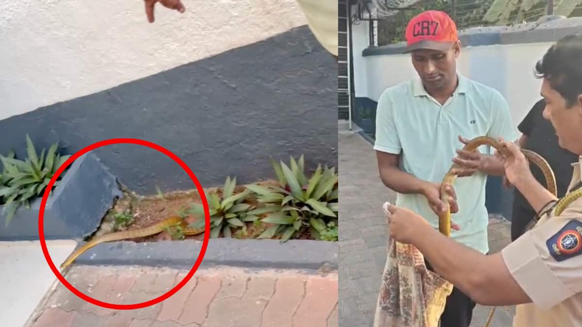 5-foot-long snake found inside Salman Khan’s Galaxy Apartments in ...