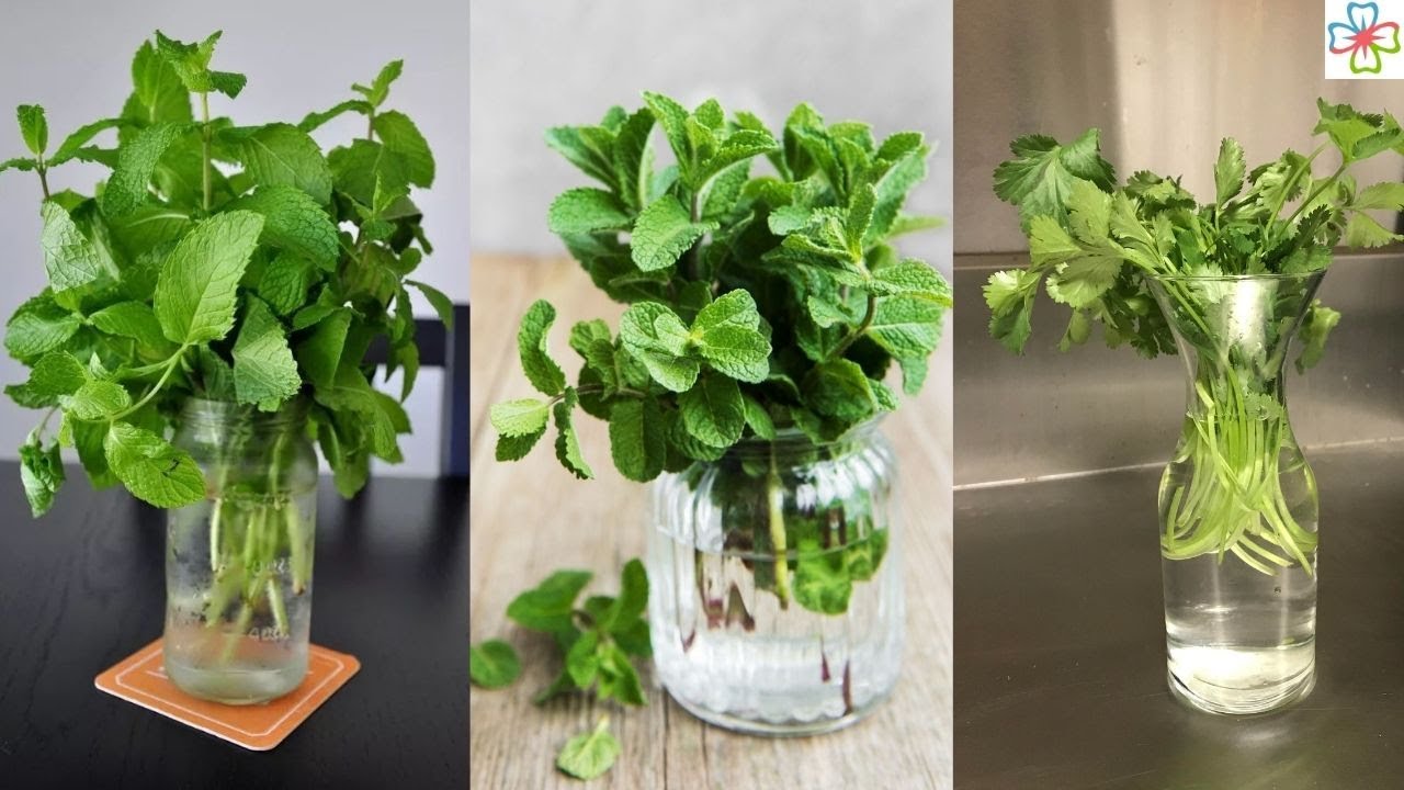 12 herbs perfect for small space indoor gardening