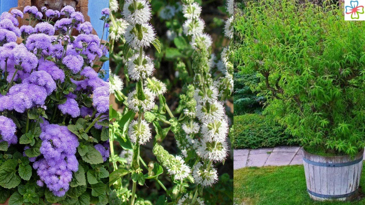 Top mosquito repelling plants for your home and garden
