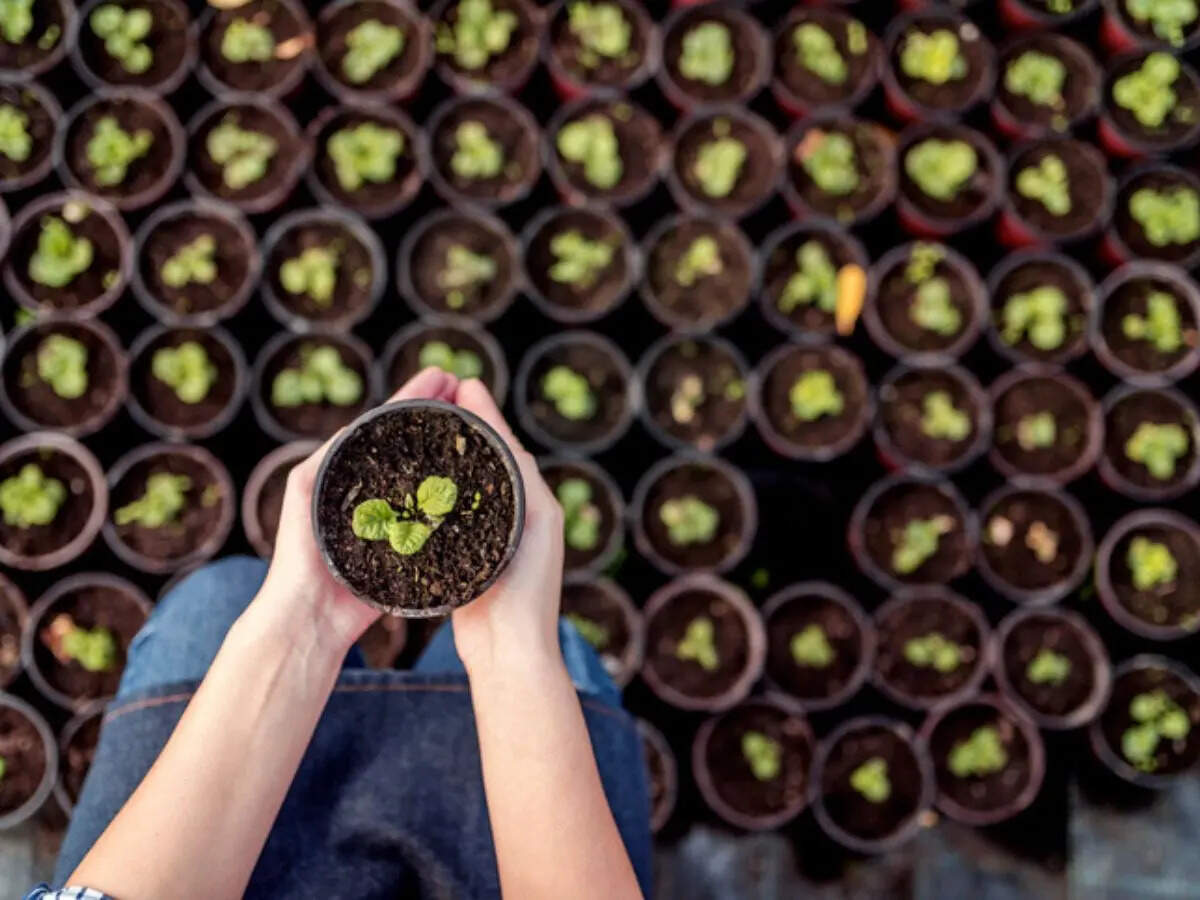 6 simple tips to grow a mango plant in a pot