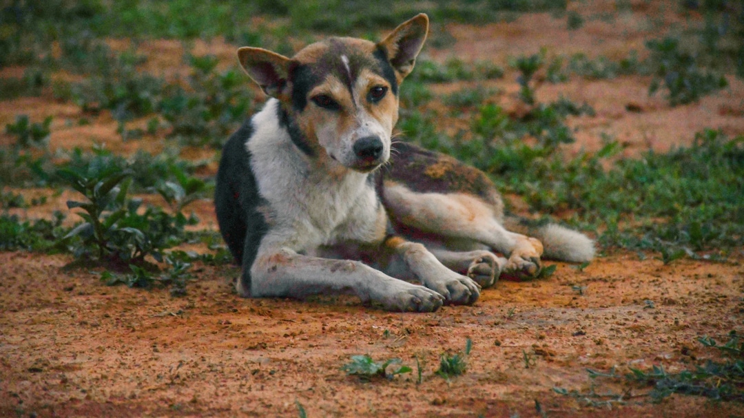 Stray dogs case: Supreme Court refuses to change 2025 order on shifting ...