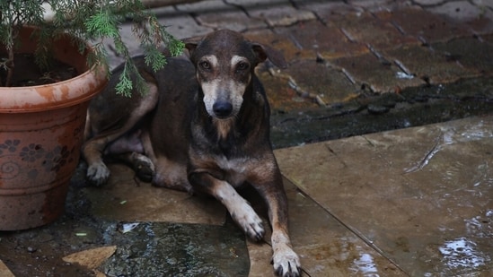 SC refuses to tweak its order to remove stray dogs: 'Go for euthanasia ...